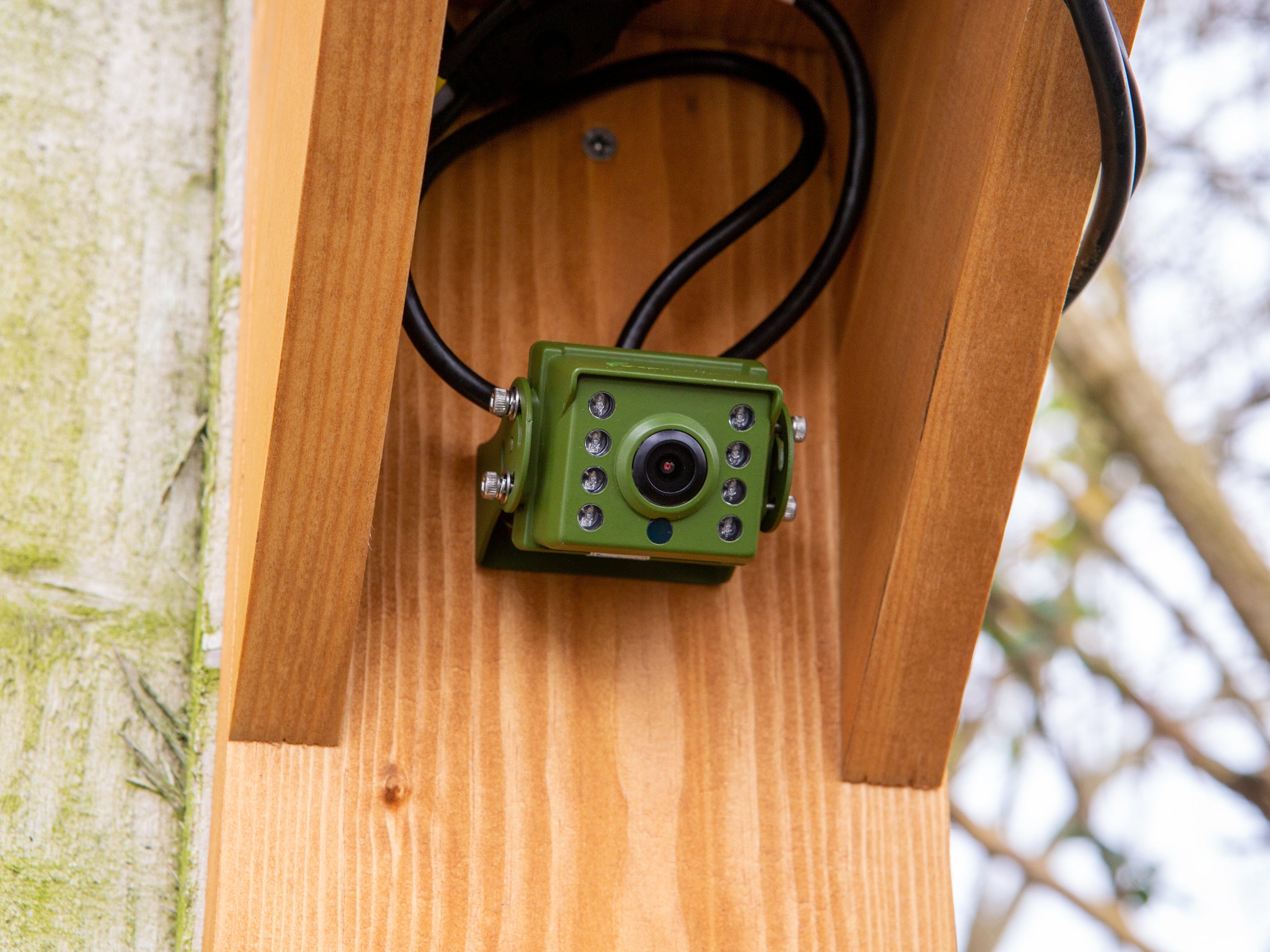Bird Feeder Camera Kit with Wooden Feeding Station | Green Feathers ...